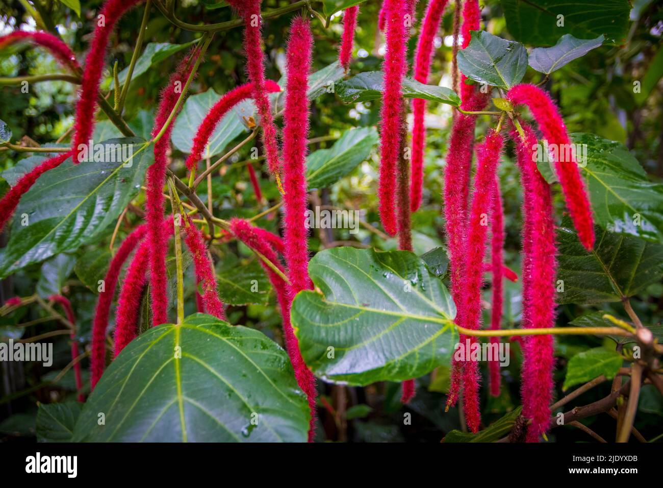 Red hot cat tail plant or latin name Acalypha Hispida. Also known as ...