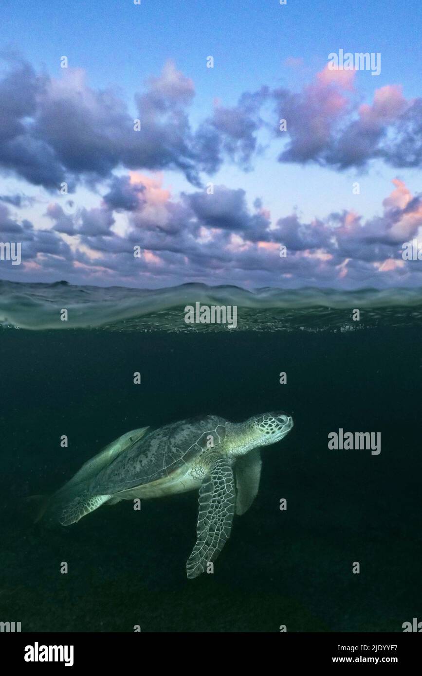 Green sea turtle grazing on seagrass in Mayotte’s lagoon, a peaceful ...