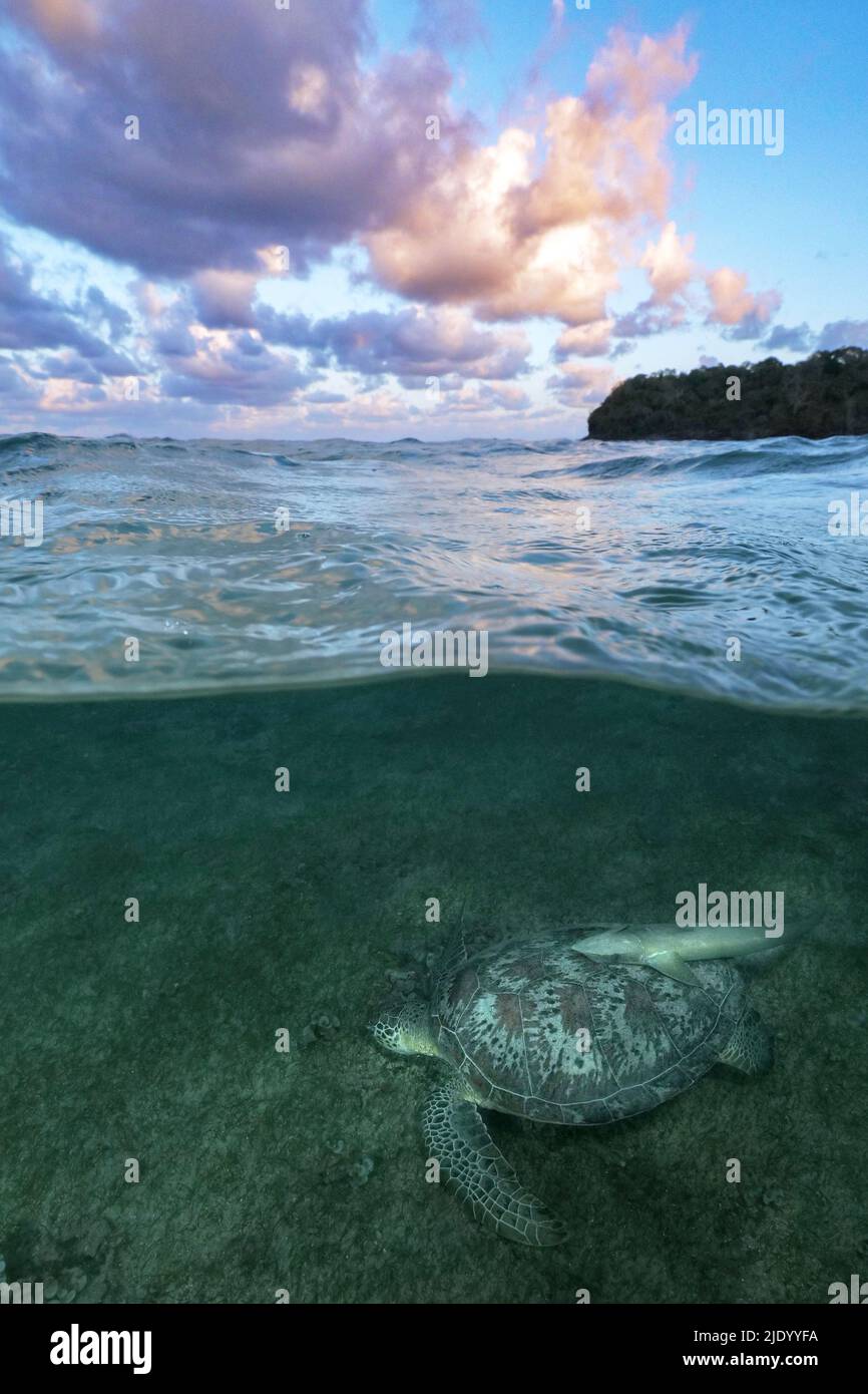 Green sea turtle grazing on seagrass in Mayotte’s lagoon, a peaceful ...