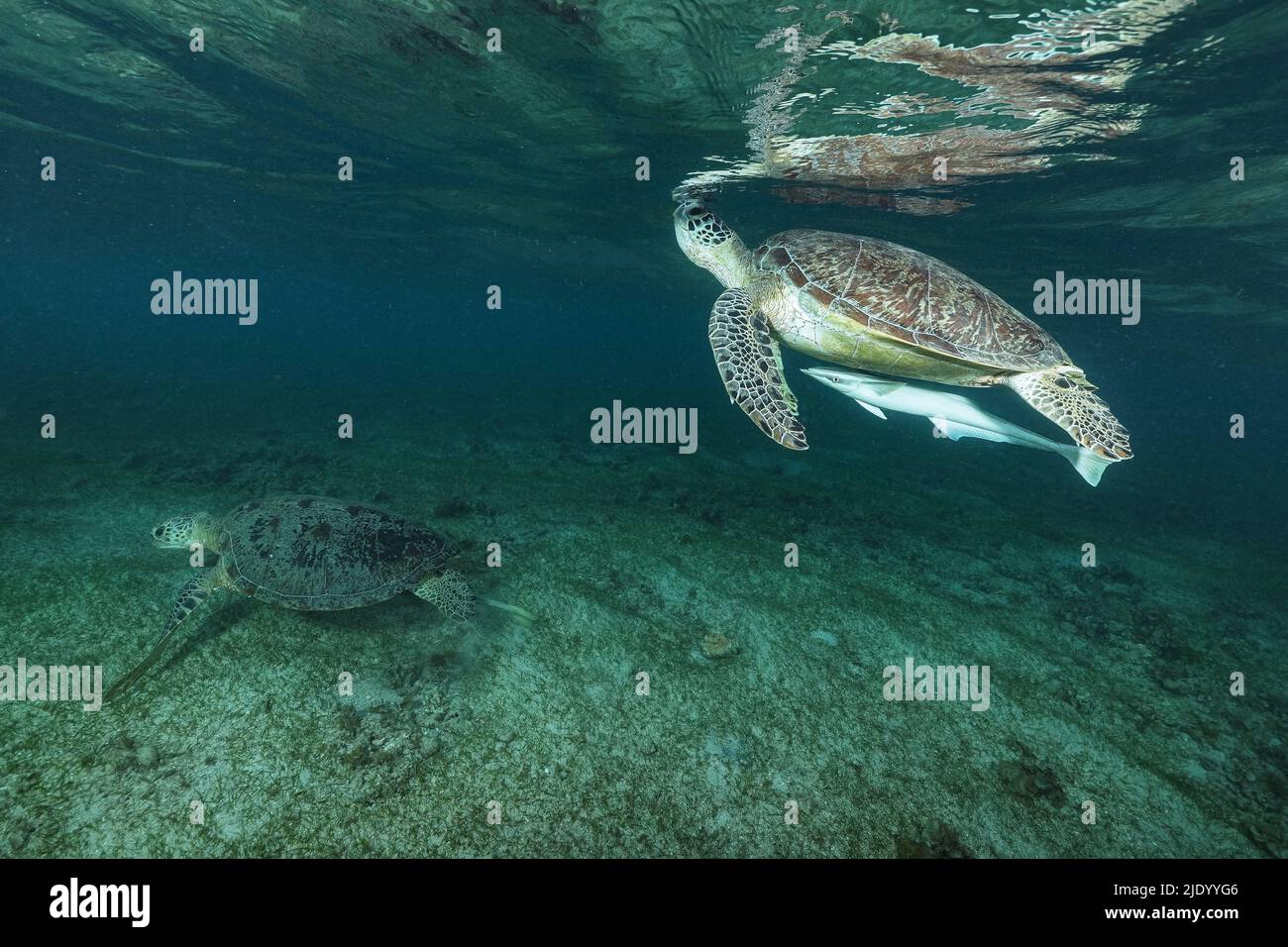 Green turtle sea turtle swimming hi-res stock photography and images ...