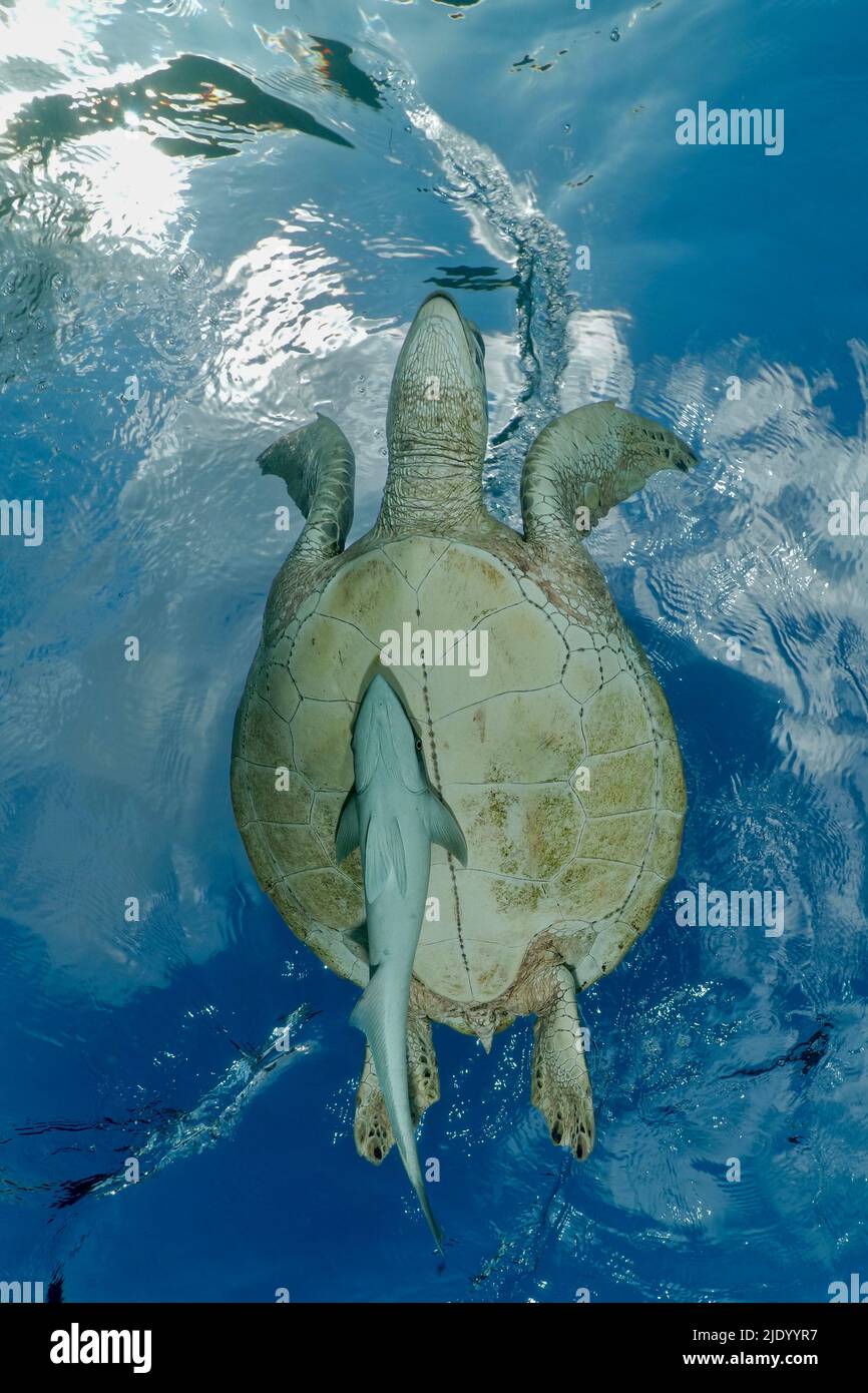 Green sea turtle grazing on seagrass in Mayotte’s lagoon, a peaceful ...