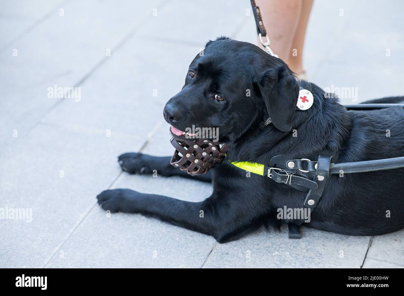 Black Labrador working as a guide dog for a blind woman Stock Photo - Alamy
