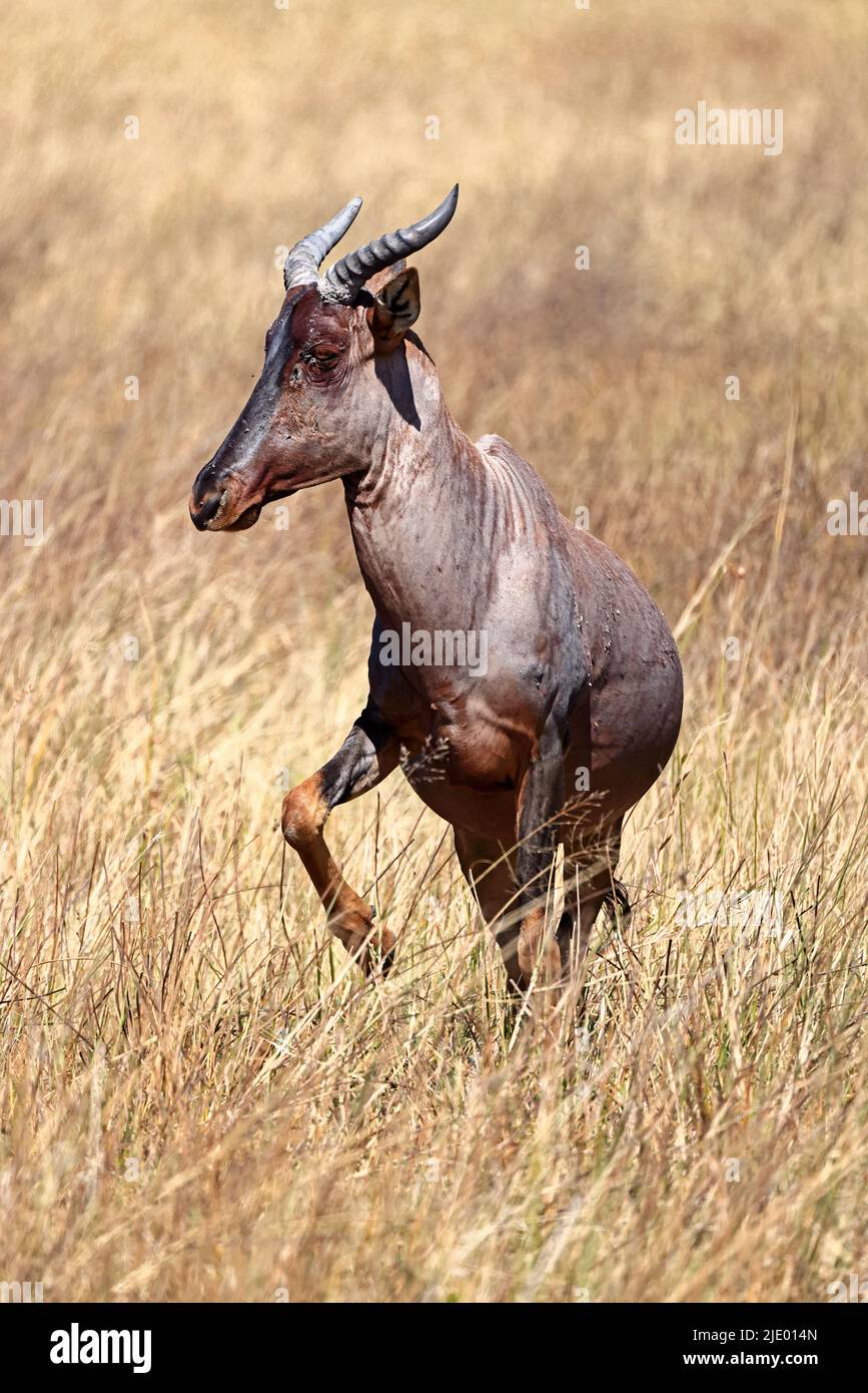 Tsessebe hi-res stock photography and images - Alamy