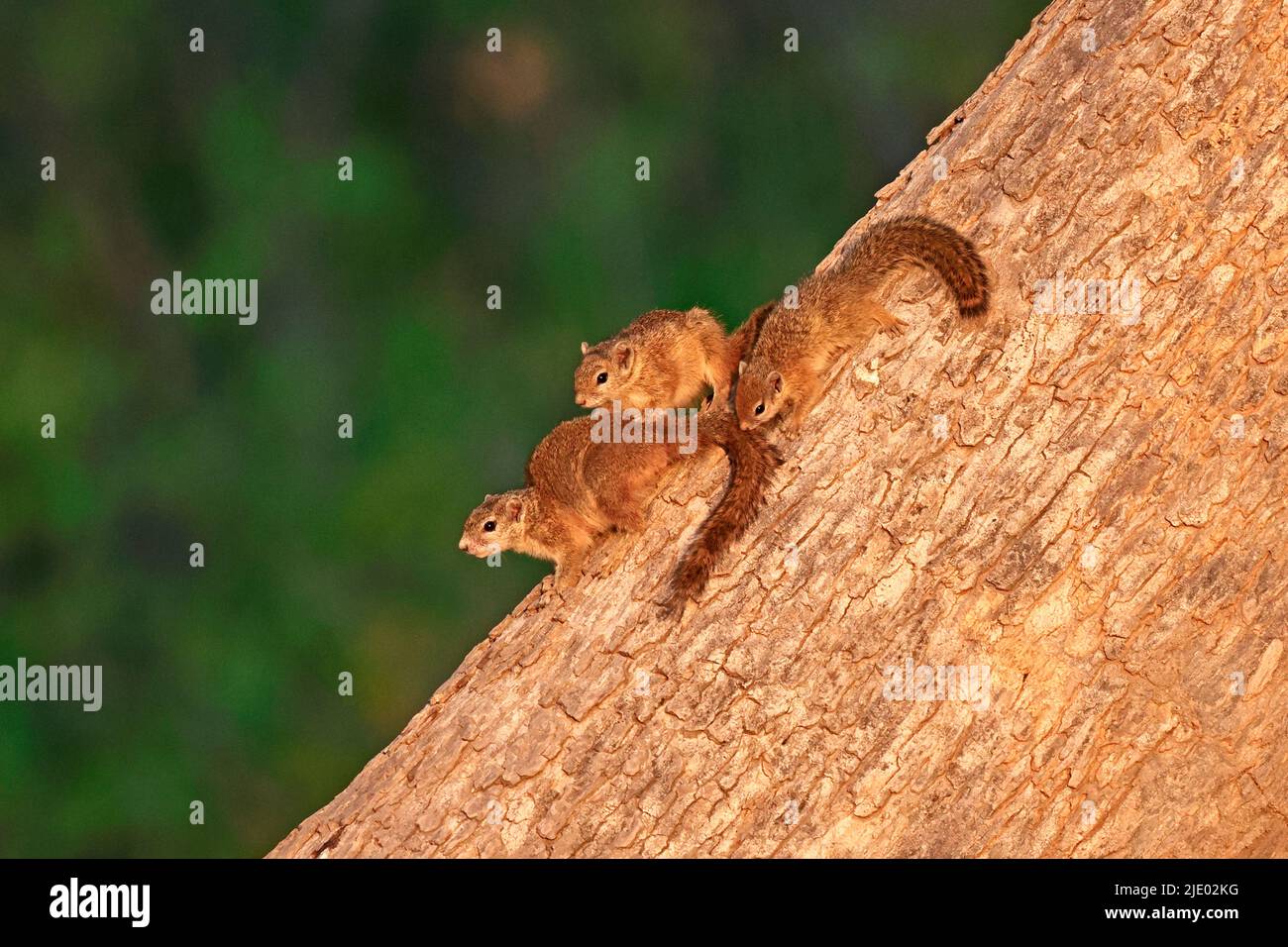Three Smith's Bush Squirrel in a tree at sunset at Moremi Botswana ...