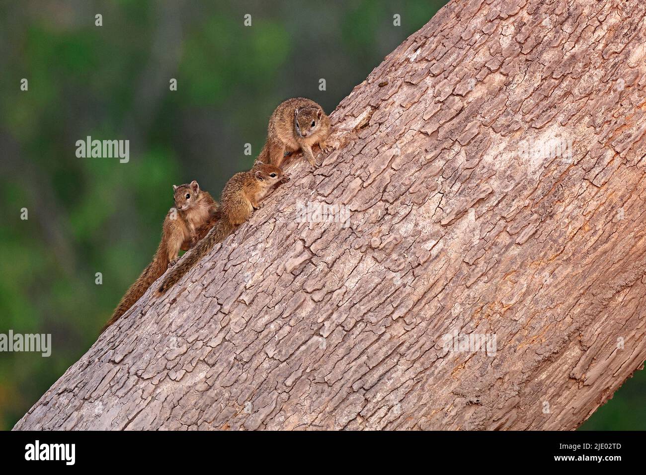 Three Smith's Bush Squirrel in a tree at sunset at Moremi Botswana ...