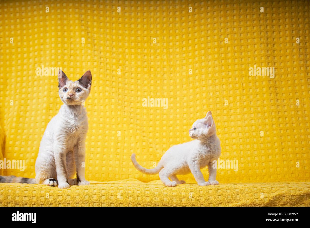 Two Funny Young White Devon Rex Kittens Kittys Cats. Short-haired Cat ...