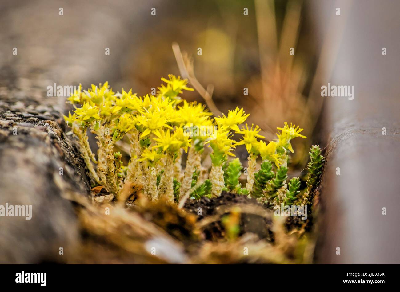 close-upof the yellow flowers of a sedum plant growing between railway ...