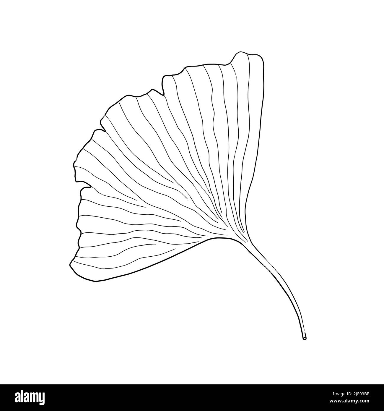 Ginkgo biloba leaf isolated vector digital drawing. Japanese floral ...