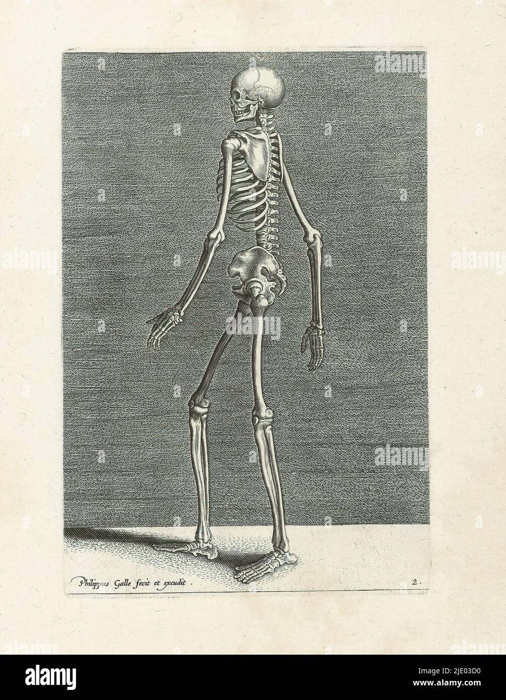 Skeleton in profile, Foundations of drawing (series title ...