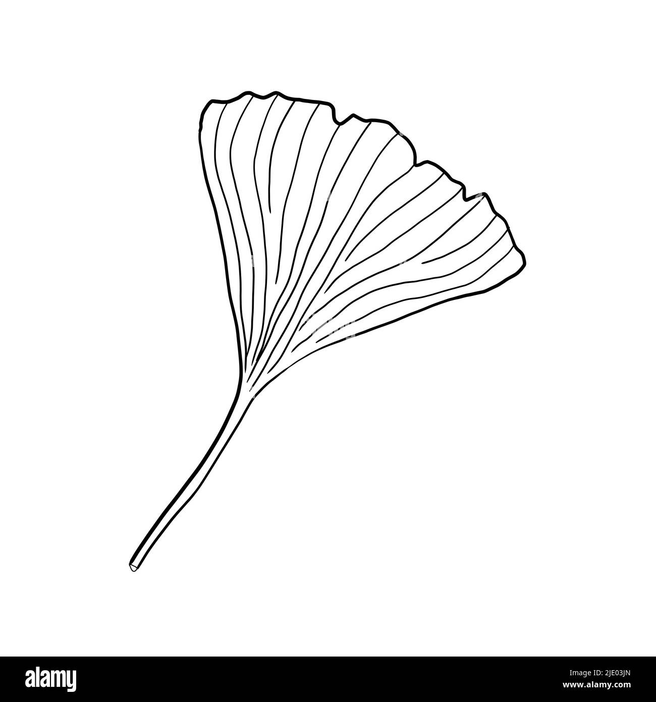 Ginkgo biloba leaf simple isolated vector digital drawing. Japanese floral motif wabi sabi style ...