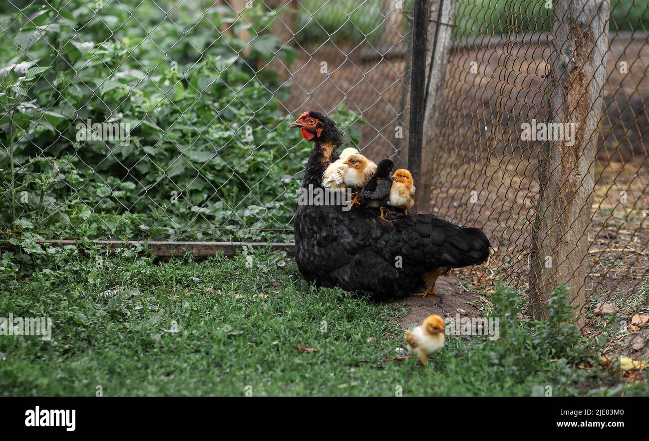 Chickens sit on top of a chicken hen, Agriculture, poultry farming ...