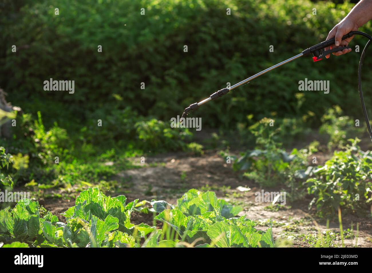 Telescopic tube rod sprayer poisons. Agriculture, gardening, vegetable ...