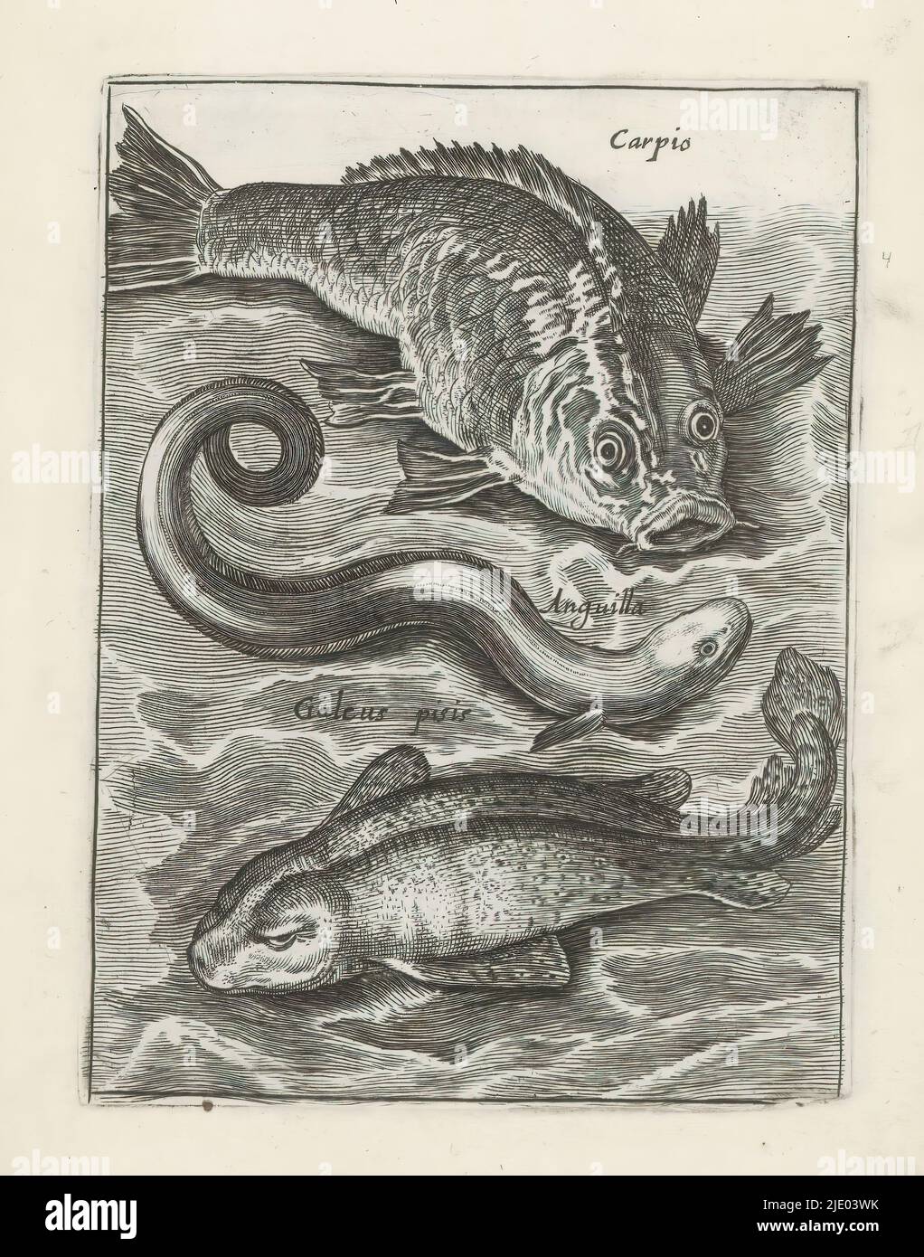 Carp, eel and dogfish, Fish (series title), Piscium Vivae Icones ...