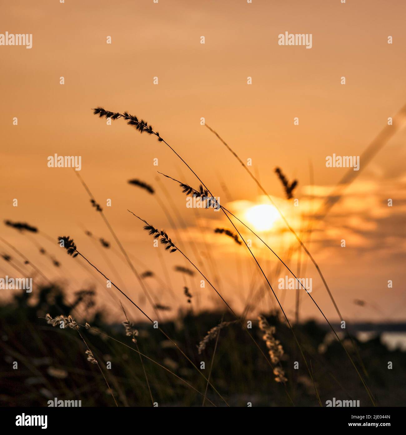 Sunset behind flowering grasses by the sea, east coast, Gotland Island ...