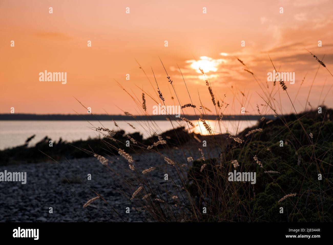 Sunset behind flowering grasses by the sea, east coast, Gotland Island ...