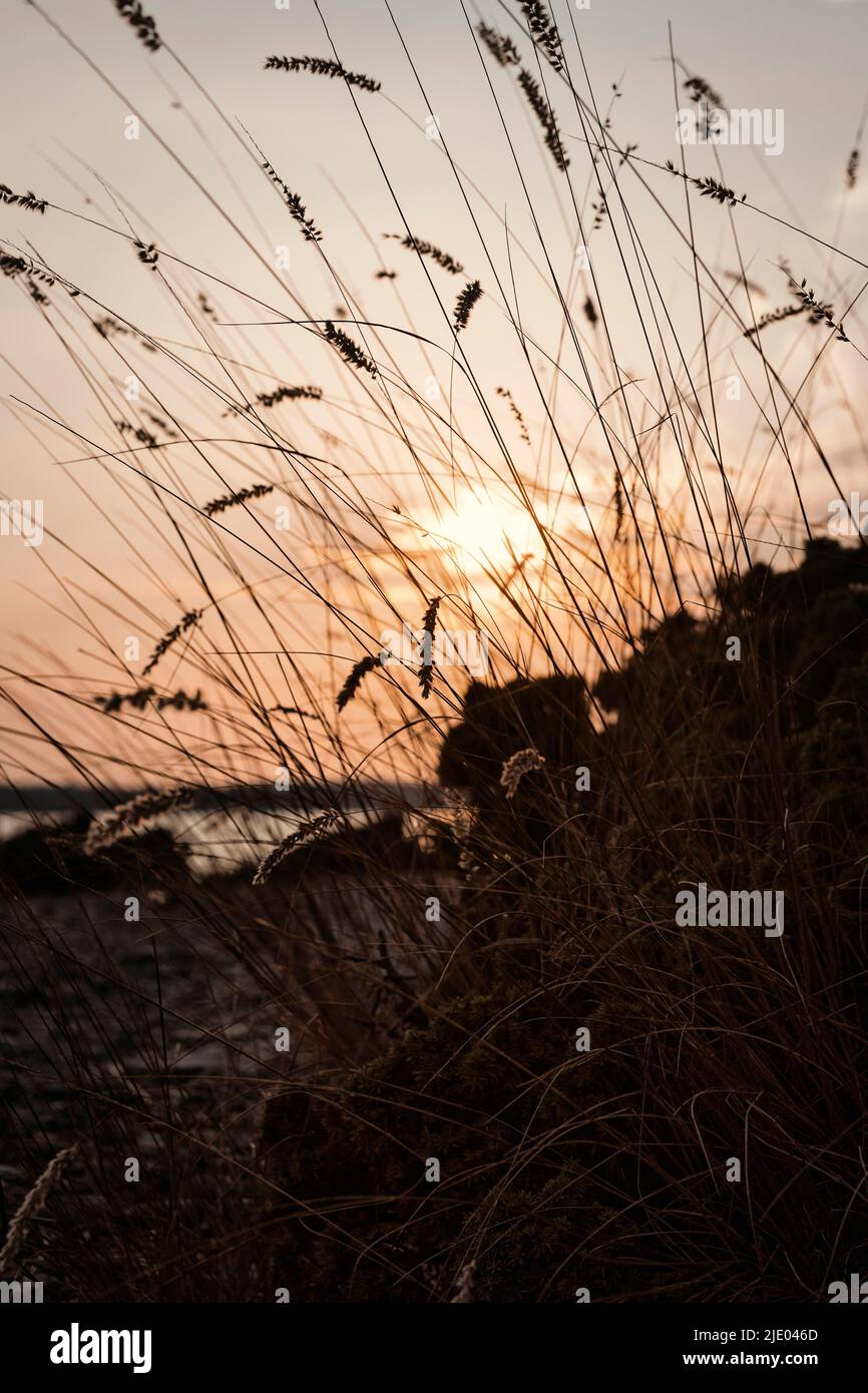 Sunset behind flowering grasses by the sea, east coast, Gotland Island ...