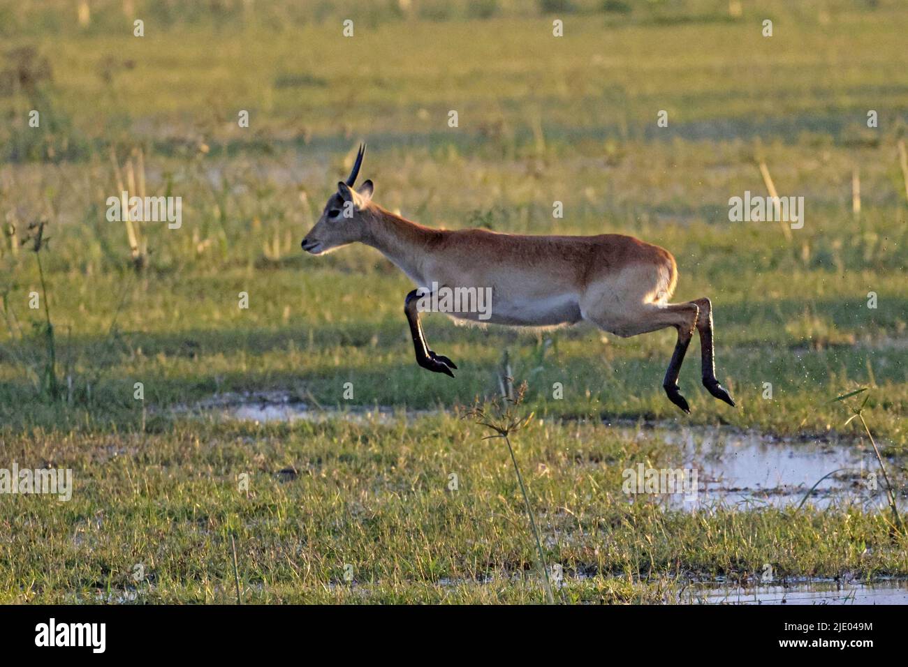 Red Lechwe leaping across water at Moremi Botswana Stock Photo - Alamy