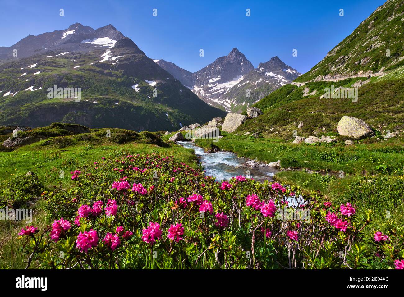 Flowering rusty-leaved alpenroses (Rhododendron ferrugineum) by a ...