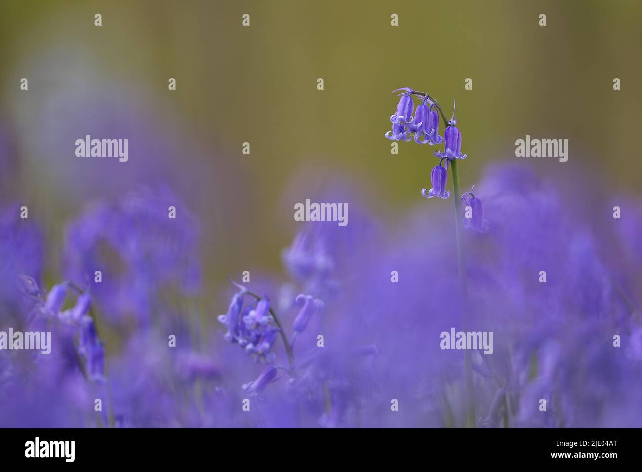 Common bluebell (Hyacinthoides non-scripta), blue mayflower, North ...