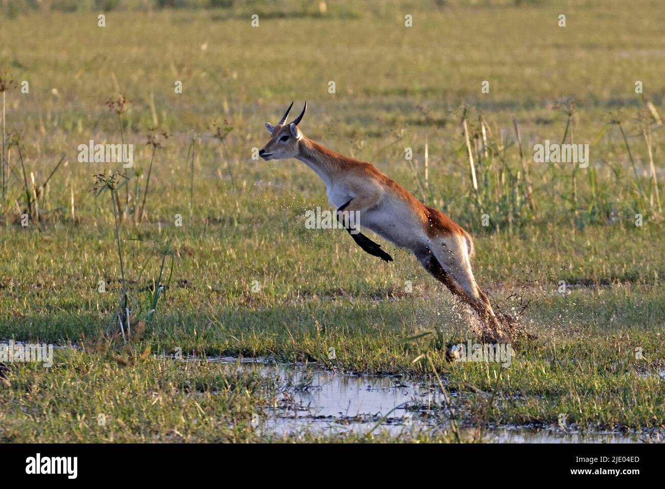 Red Lechwe leaping across water at Moremi Botswana Stock Photo - Alamy