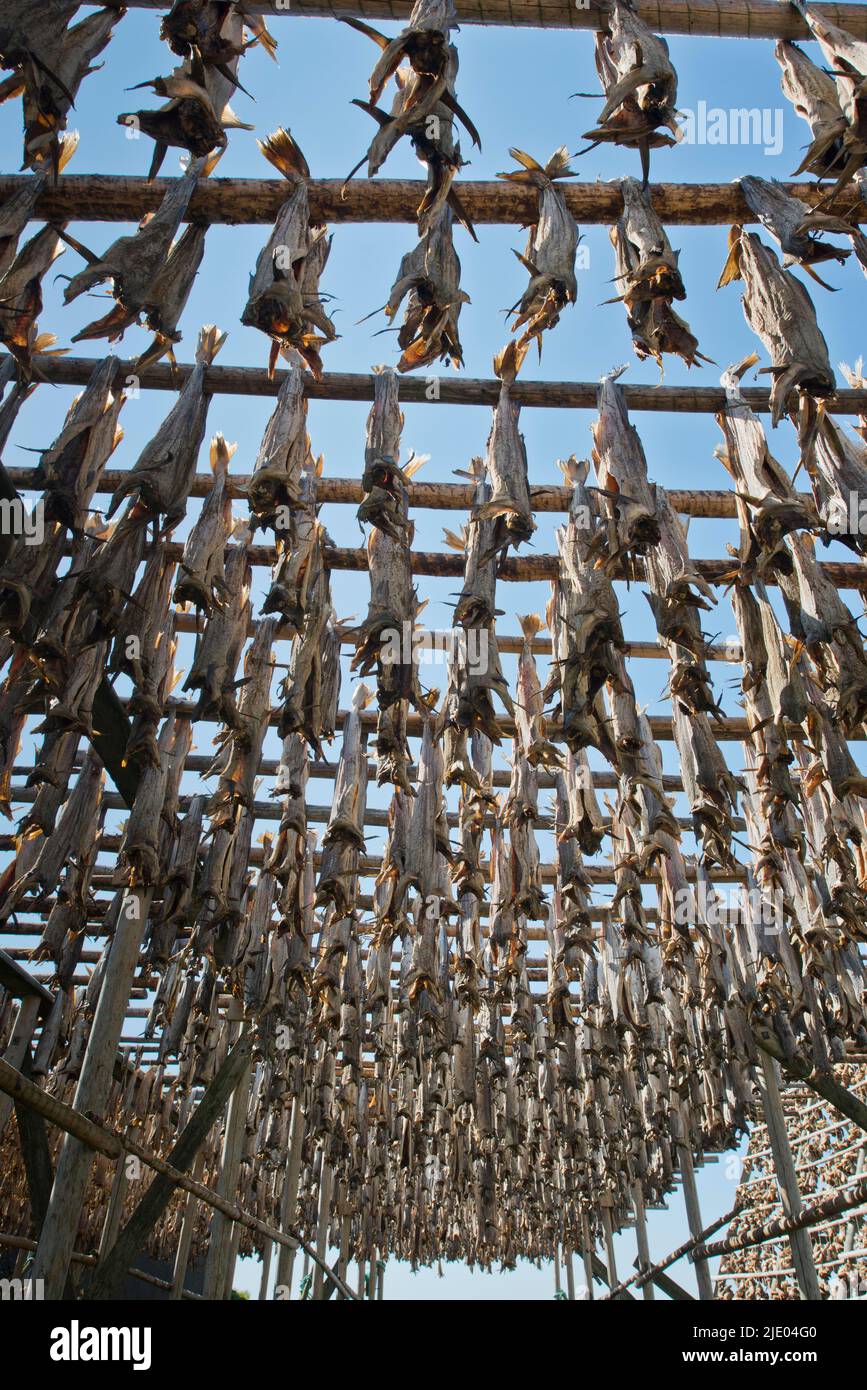 Fish scaffolding hi-res stock photography and images - Alamy