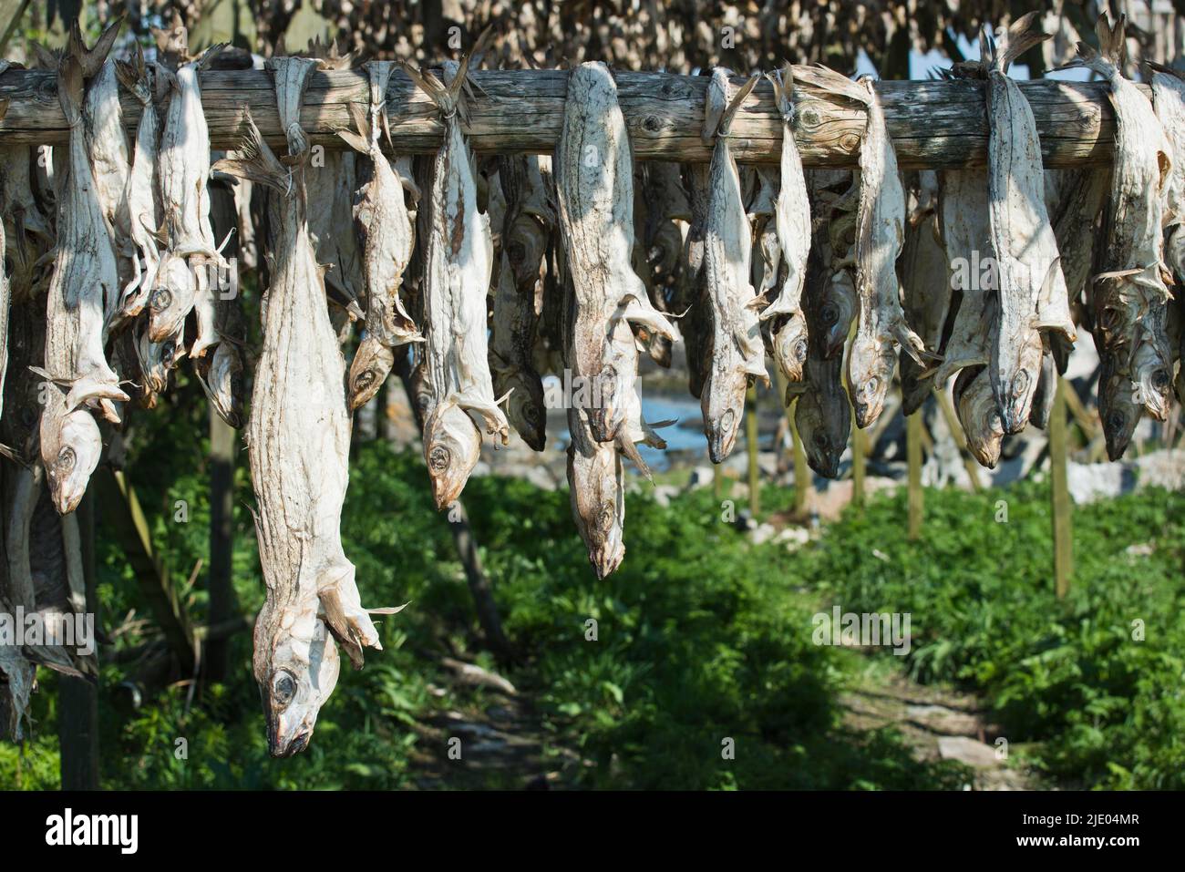 Fish scaffolding hi-res stock photography and images - Alamy