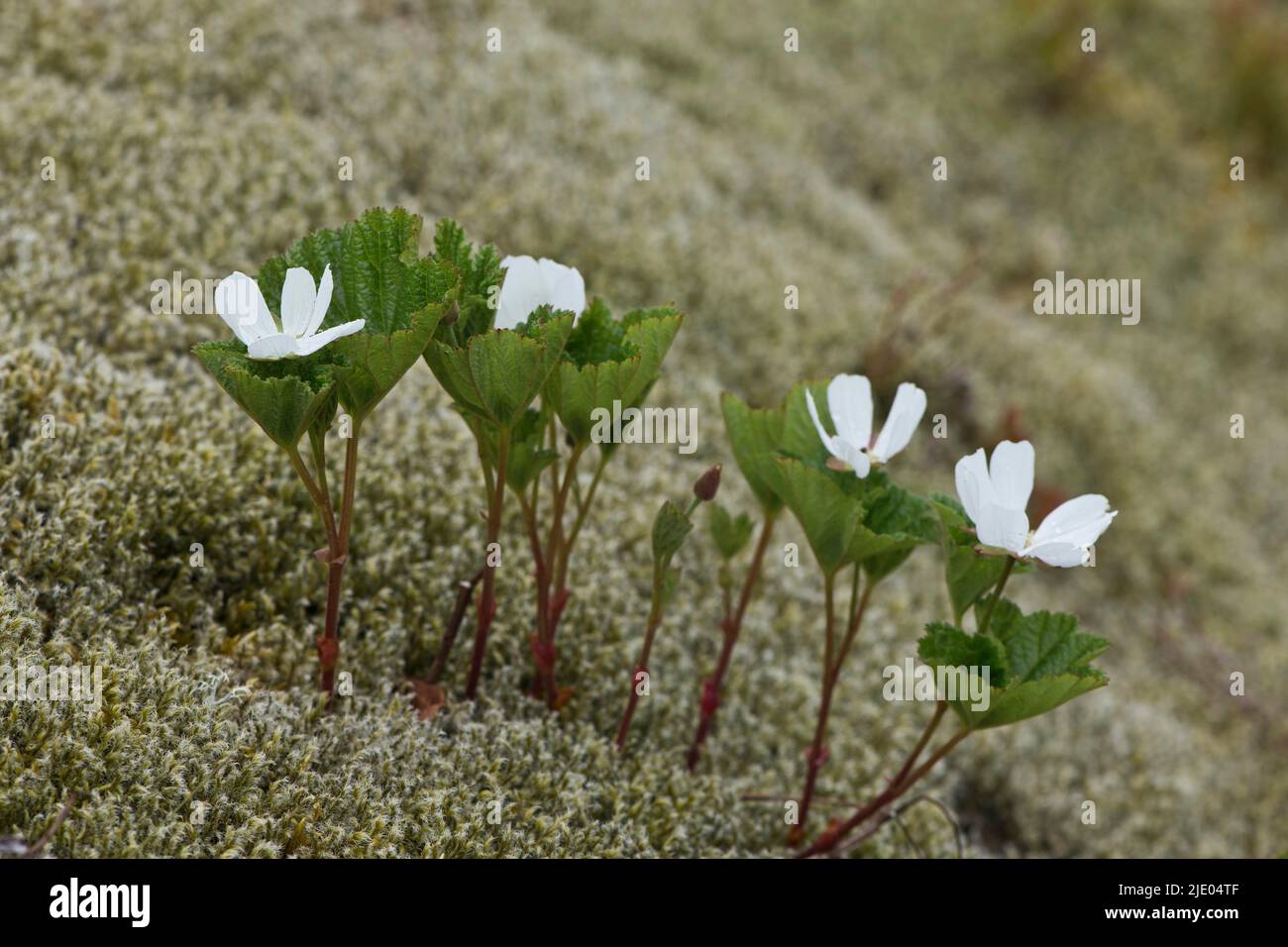 Cloudberry (Rubus chamaemorus), Lofoten, Norway Stock Photo - Alamy
