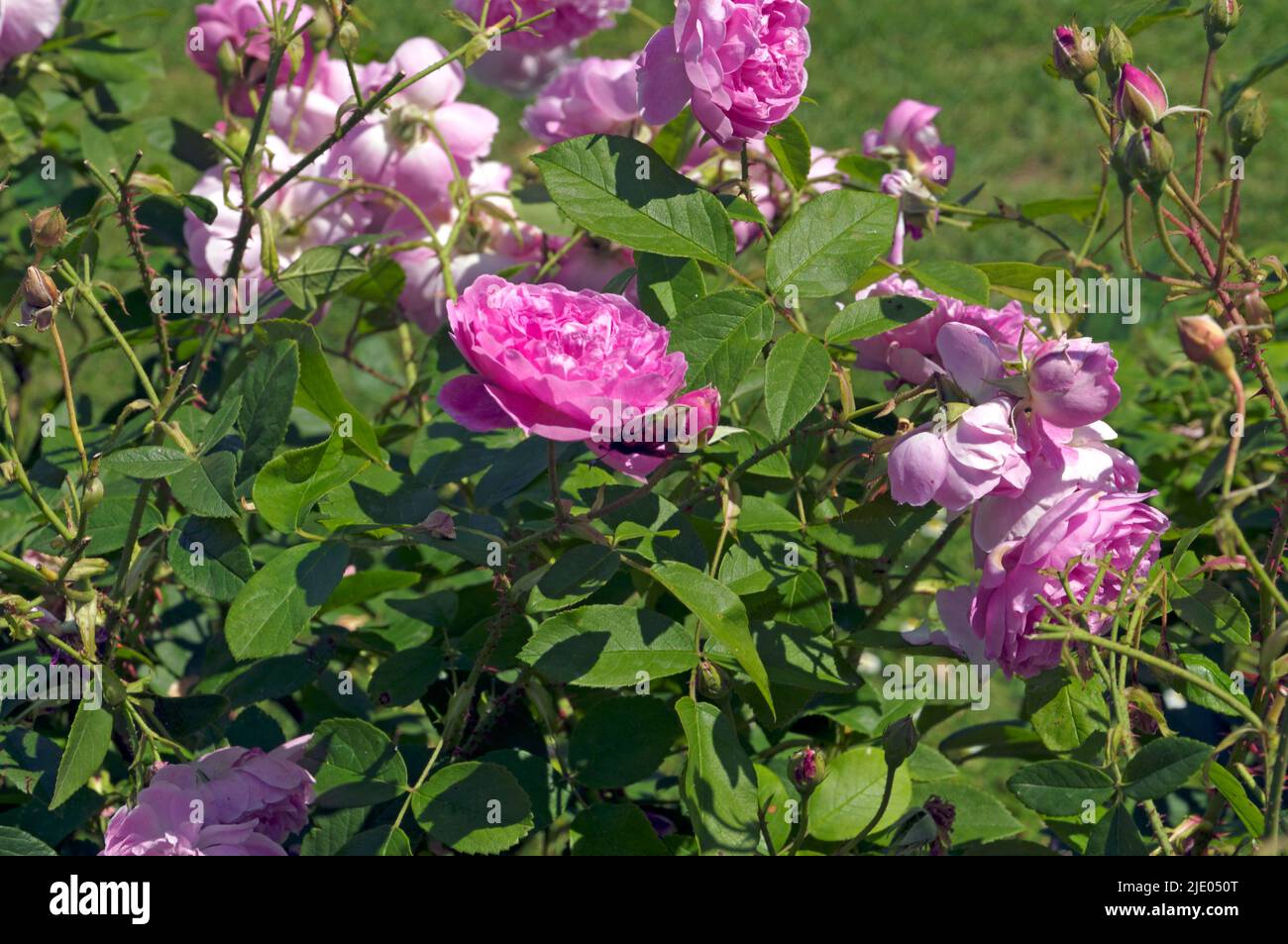 Pink roses at the rose garden, Saint Fagan's museum, Cardiff Stock ...