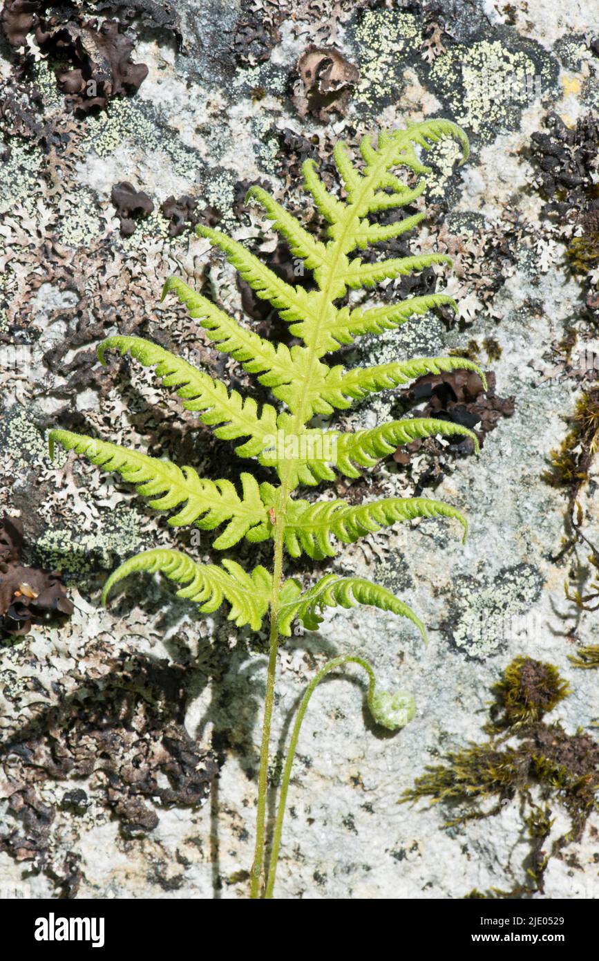 Oak fern (Gymnocarpium dryopteris), Lofoten, Norway Stock Photo - Alamy
