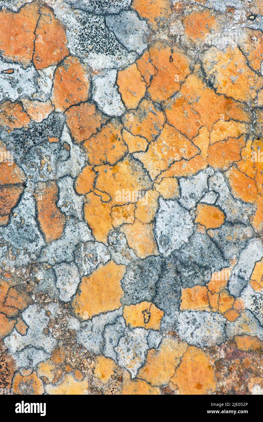 Lichen on rock, Lofoten, Norway Stock Photo - Alamy