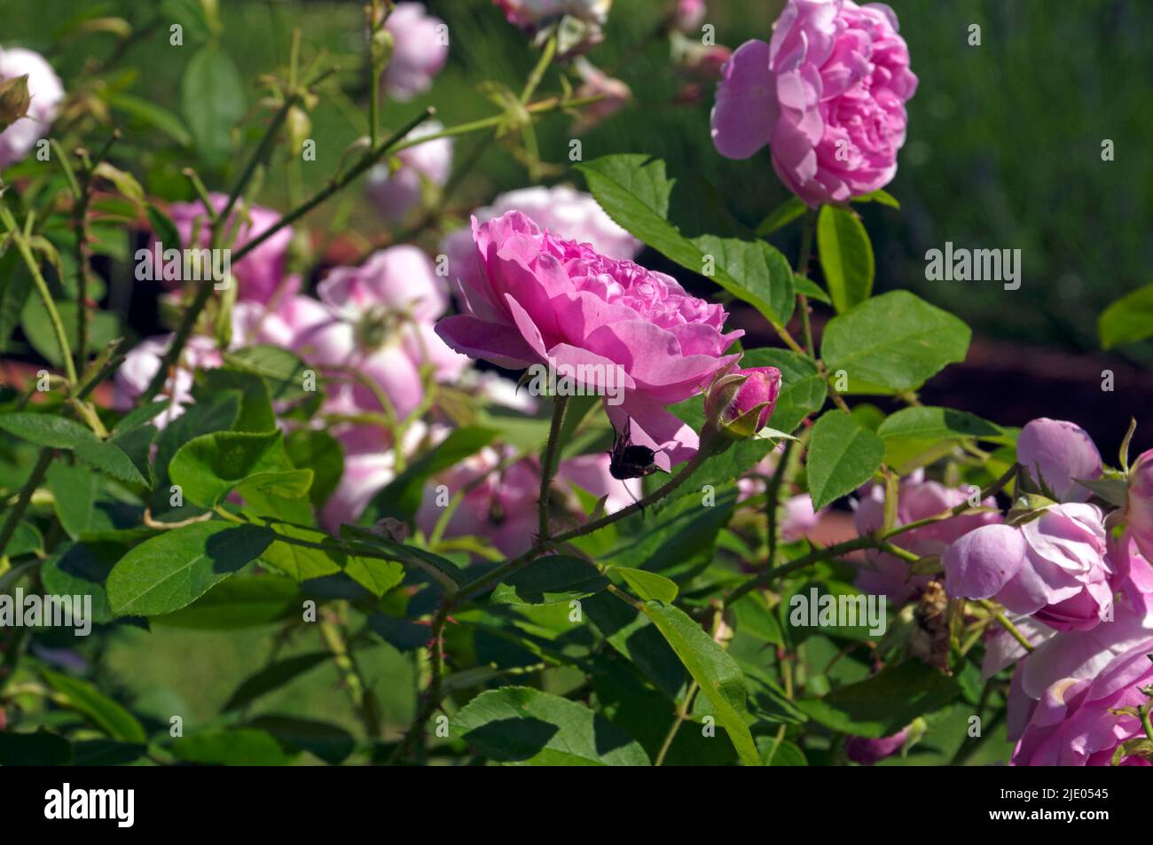 Pink roses at the rose garden, Saint Fagan's museum, Cardiff Stock ...