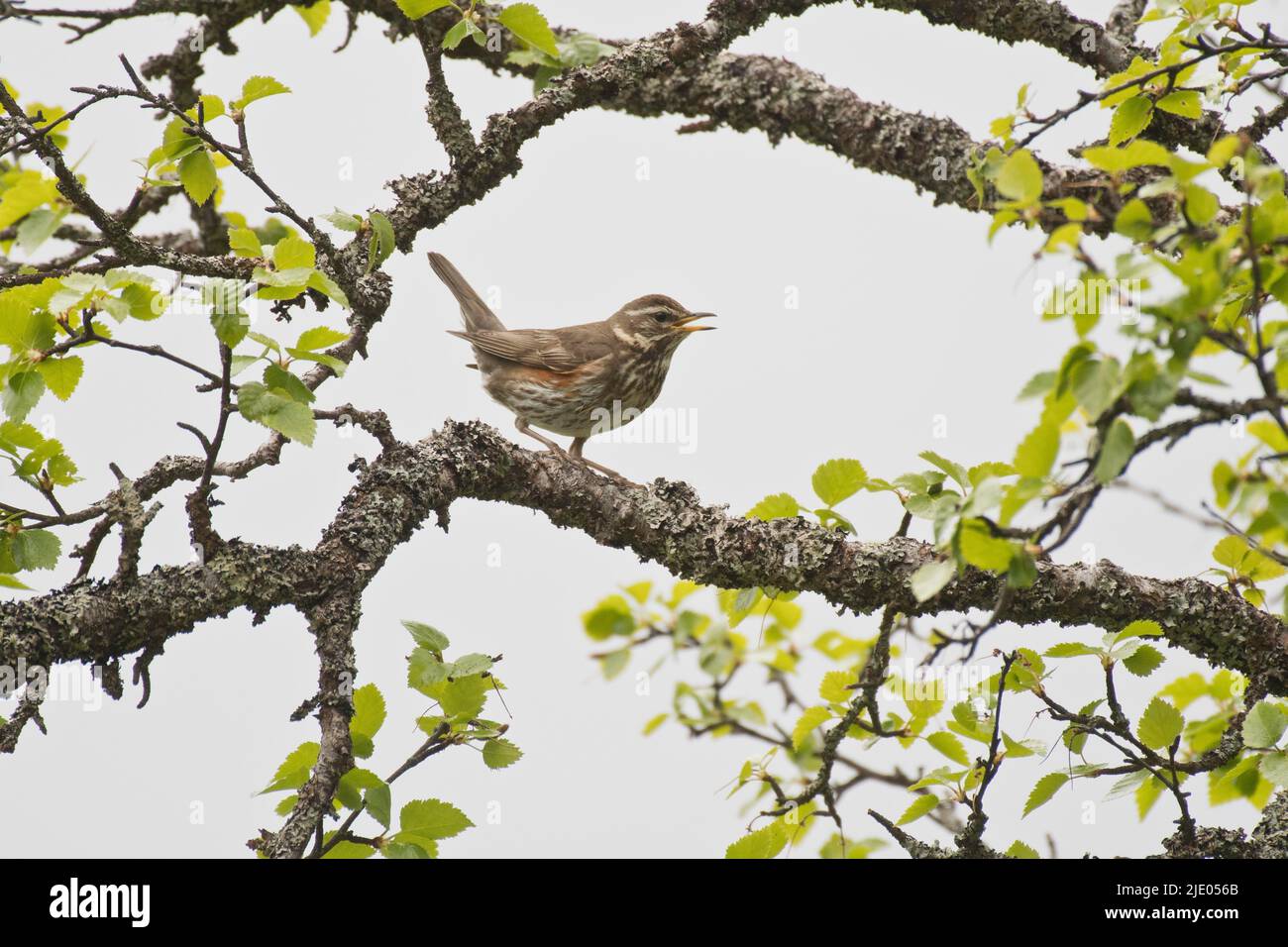 Scandinavian thrush hi-res stock photography and images - Alamy