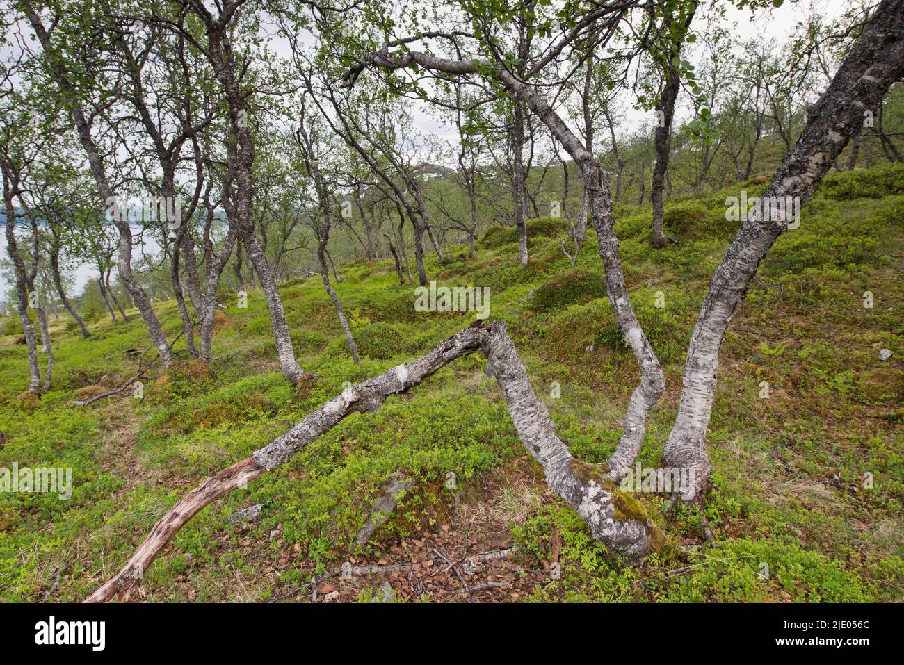 Birch (Betula pendula) forest, Lofoten, Norway Stock Photo - Alamy