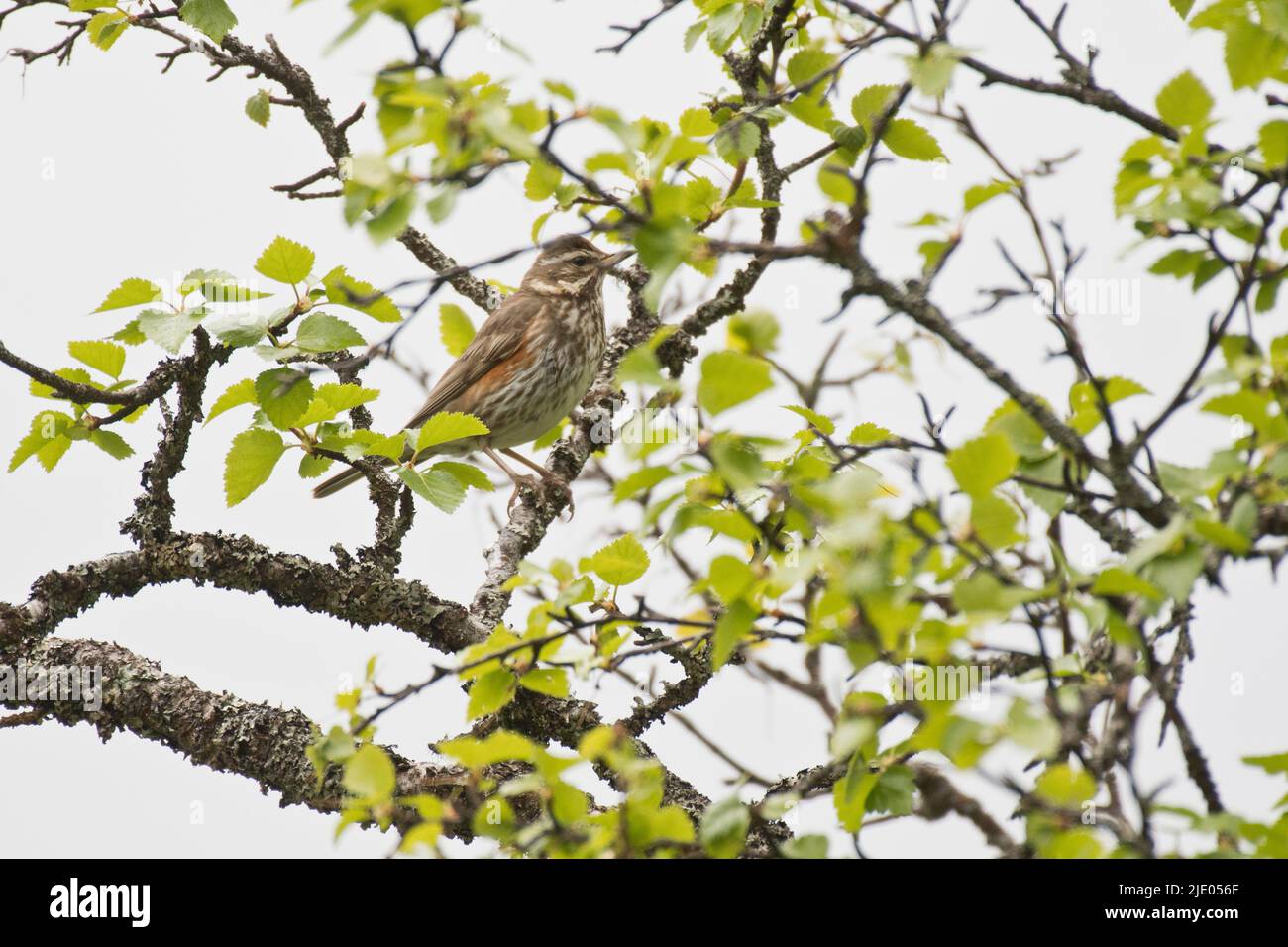 Scandinavian thrush hi-res stock photography and images - Alamy