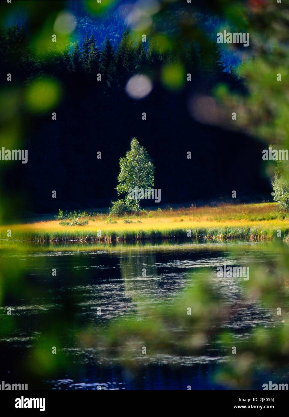 Hinterer Schluchsee, Marsh Black Forest Schluchsee Baden-Wuerttemberg ...