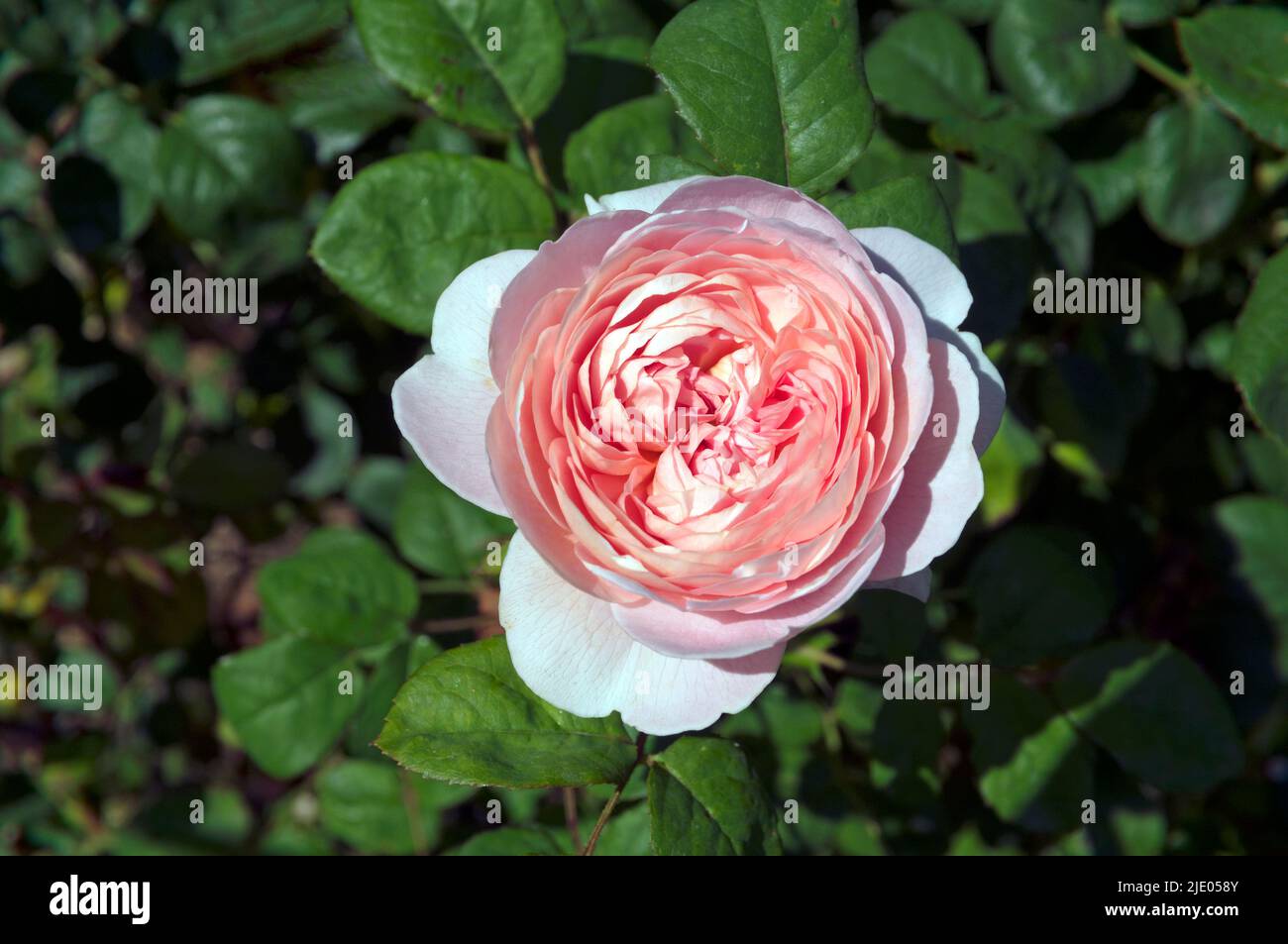 St fagan garden hi-res stock photography and images - Alamy