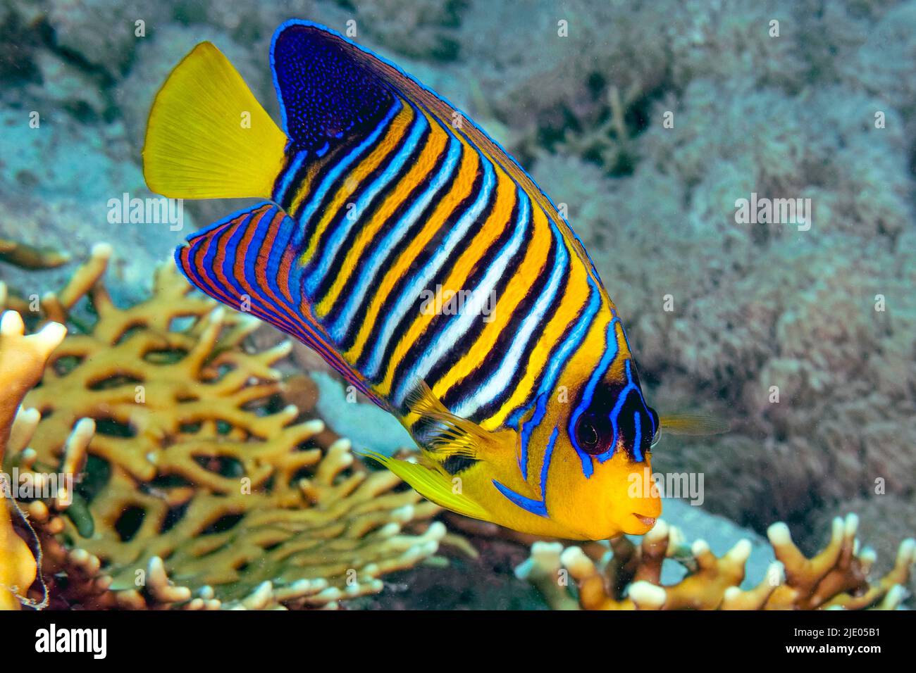 Peacock angelfish (Pygoplites diacanthus), Pacific Ocean, Yap, Caroline ...