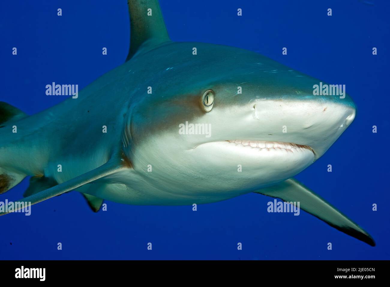 Close-up of head of grey reef shark (Carcharhinus amblyrhynchos ...