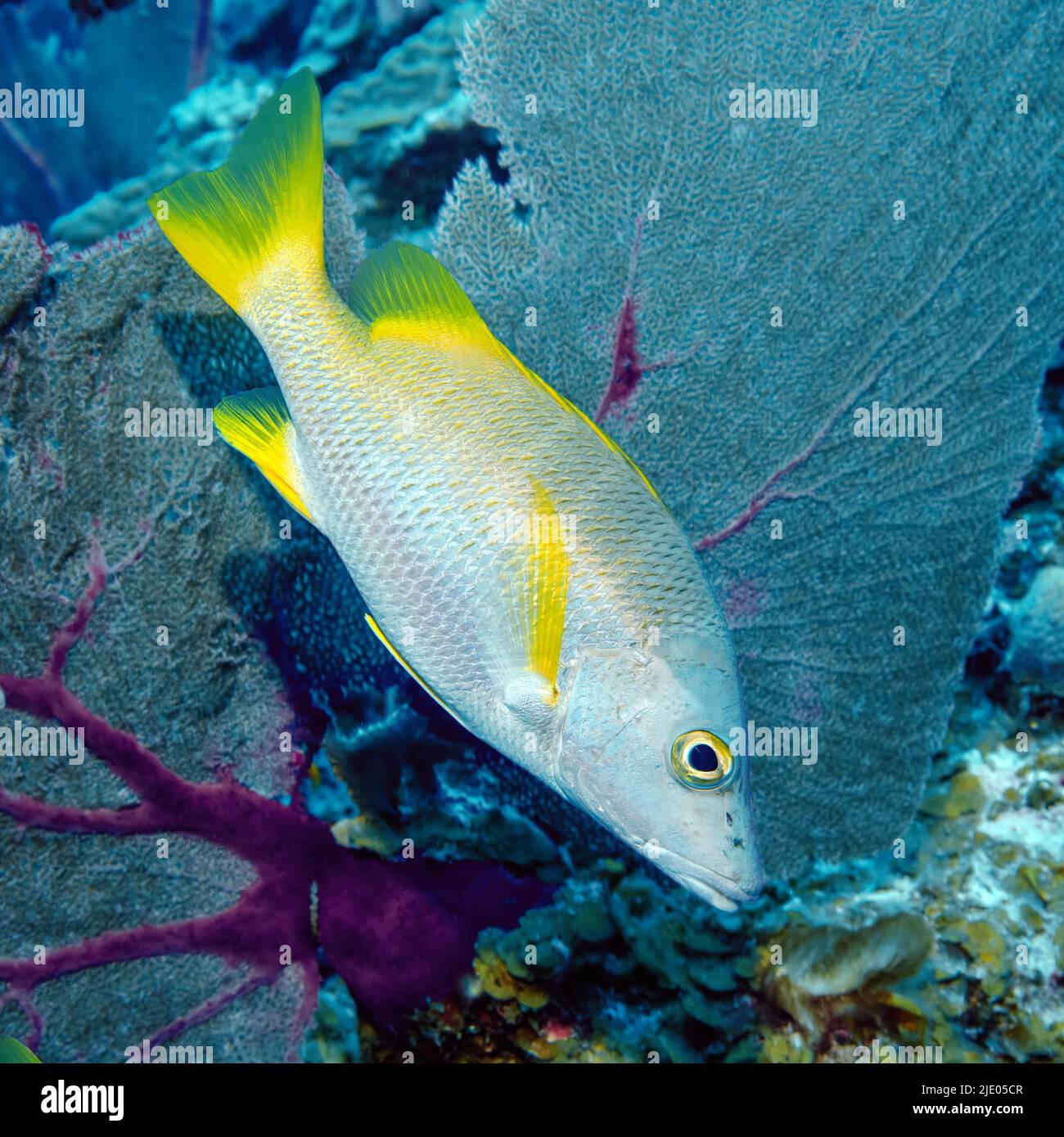 Schoolmaster snapper (Lutjanus apodus), in the background common sea ...