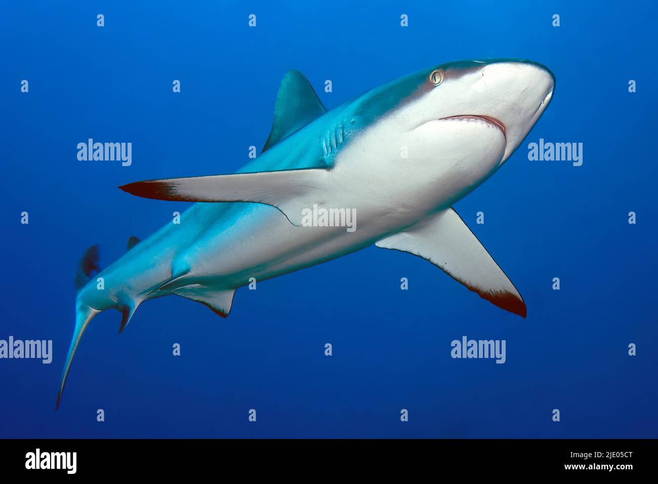 Close-up of grey reef shark (Carcharhinus amblyrhynchos), Pacific Ocean ...