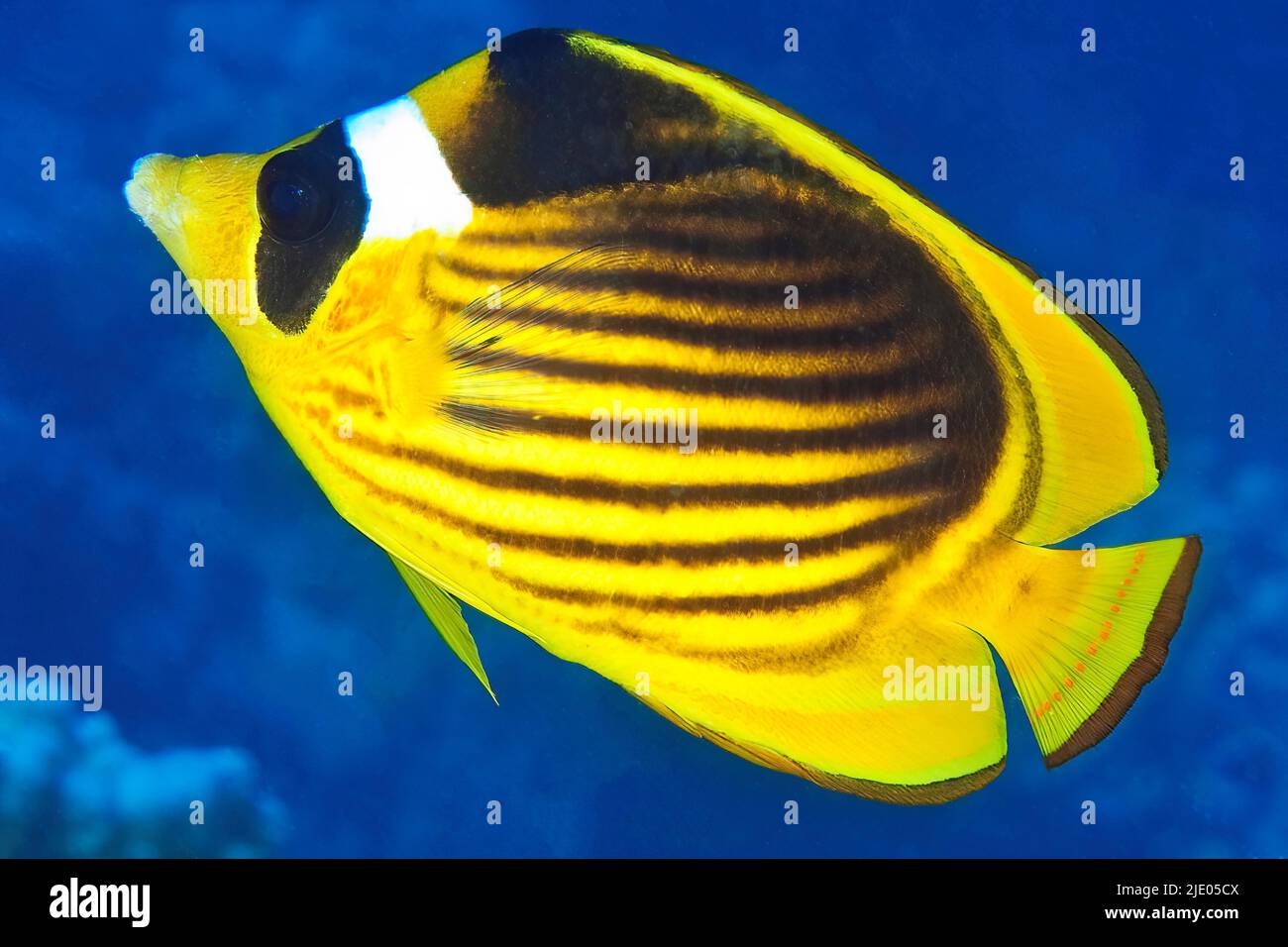 Chaetodon lunula raccoon butterflyfish hi-res stock photography and ...