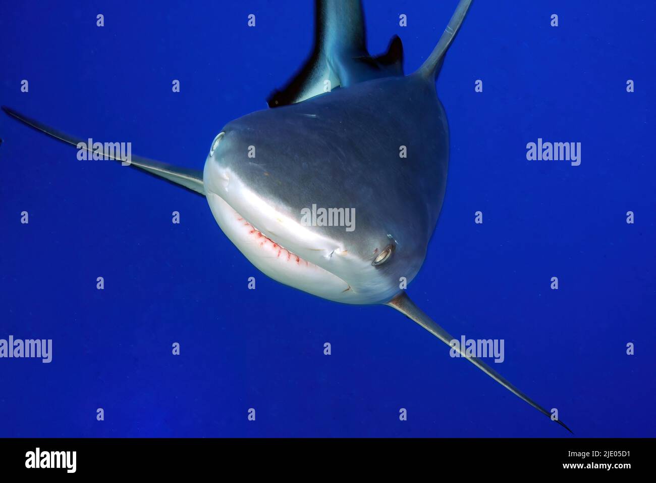 Close-up of grey reef shark (Carcharhinus amblyrhynchos) swimming ...