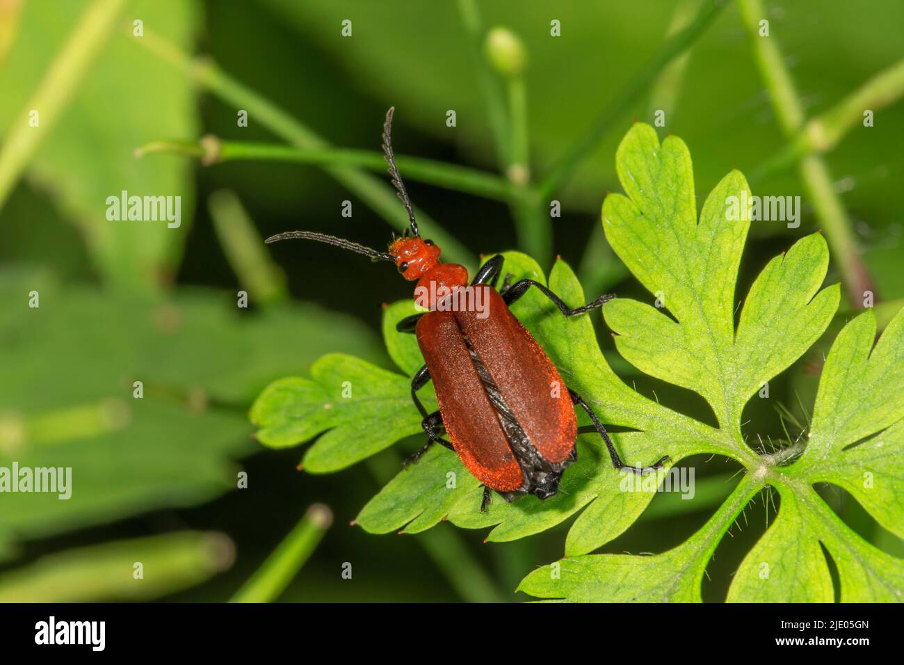 Red-headed fire beetle (Pyrochroa serraticornis) on leaf of wood ...
