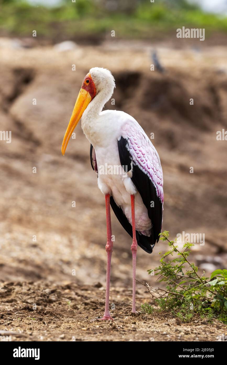 An adult yellow-billed stork, Mycteria ibis, Lake Edward, Queen ...