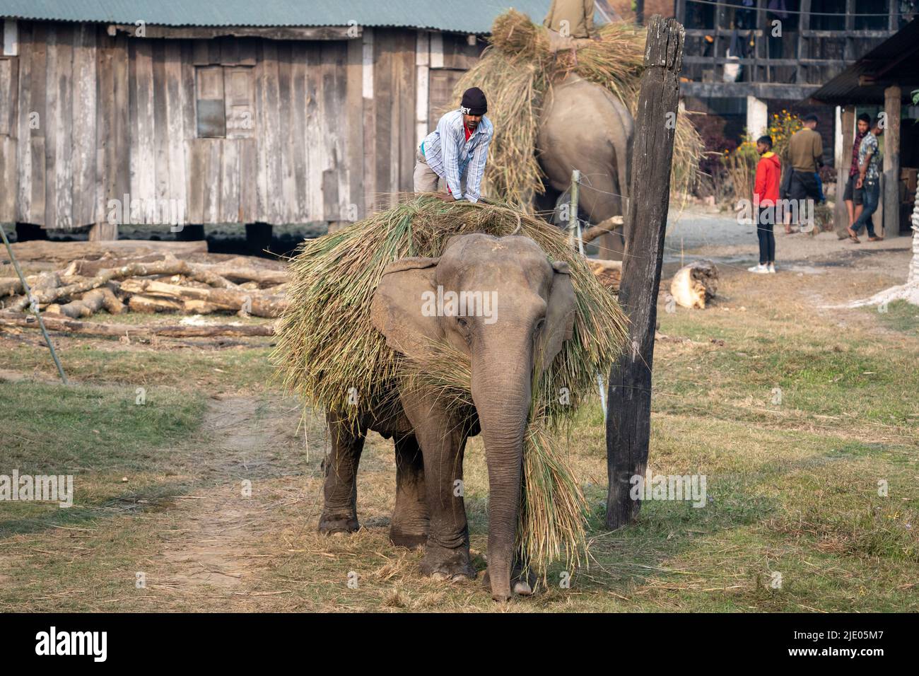 Elephant carrying hi-res stock photography and images - Alamy