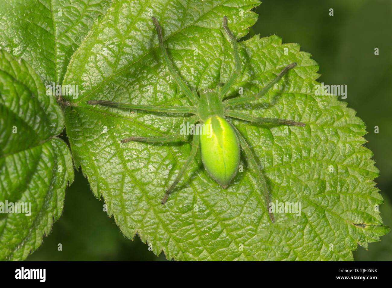 Green Hush Spider (Micromata roseum) on a leaf, Baden-Wuerttemberg ...