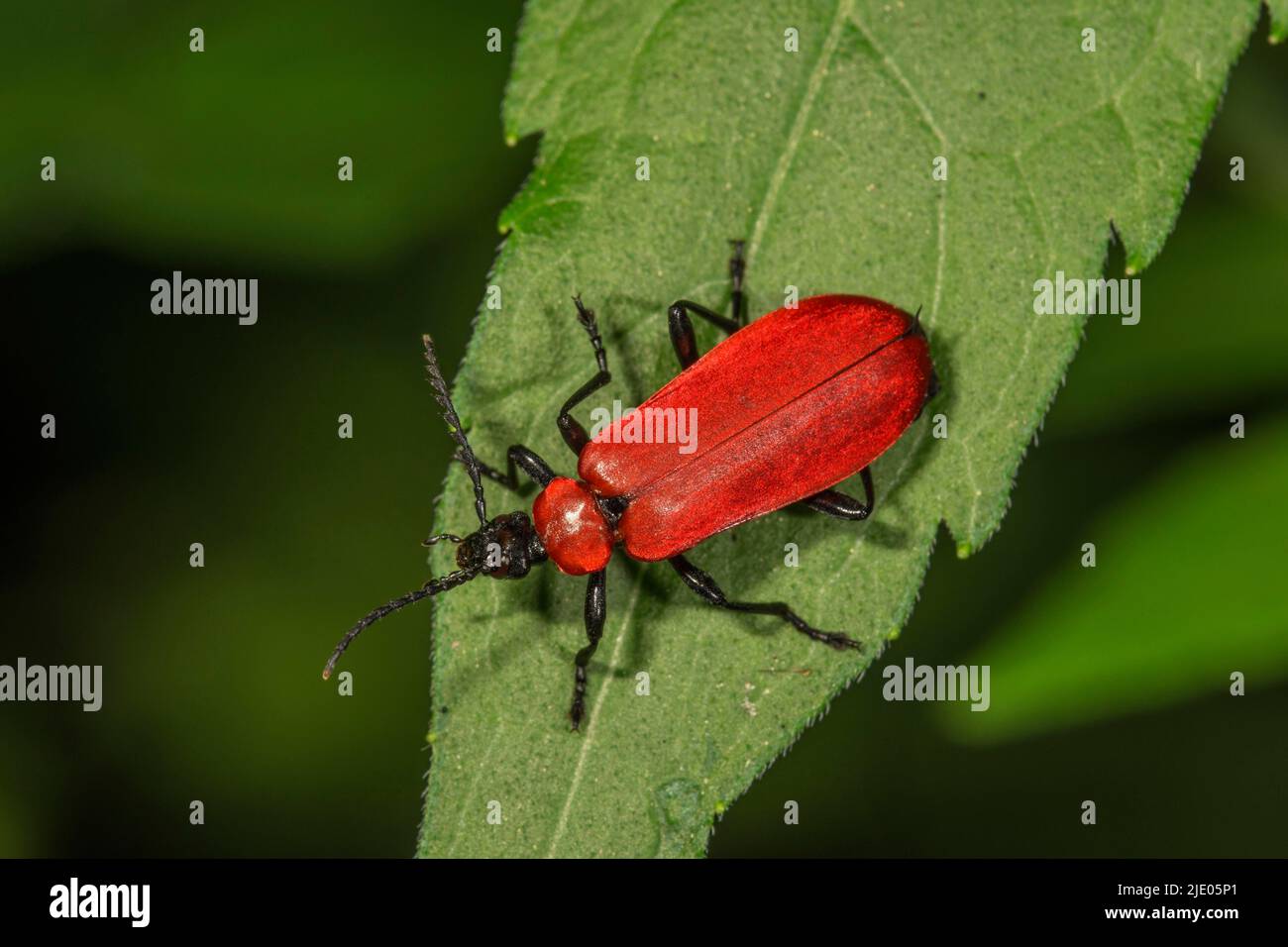 Scarlet fire beetle (Pyrochroa coccinea) on a leaf, Baden-Wuerttemberg ...
