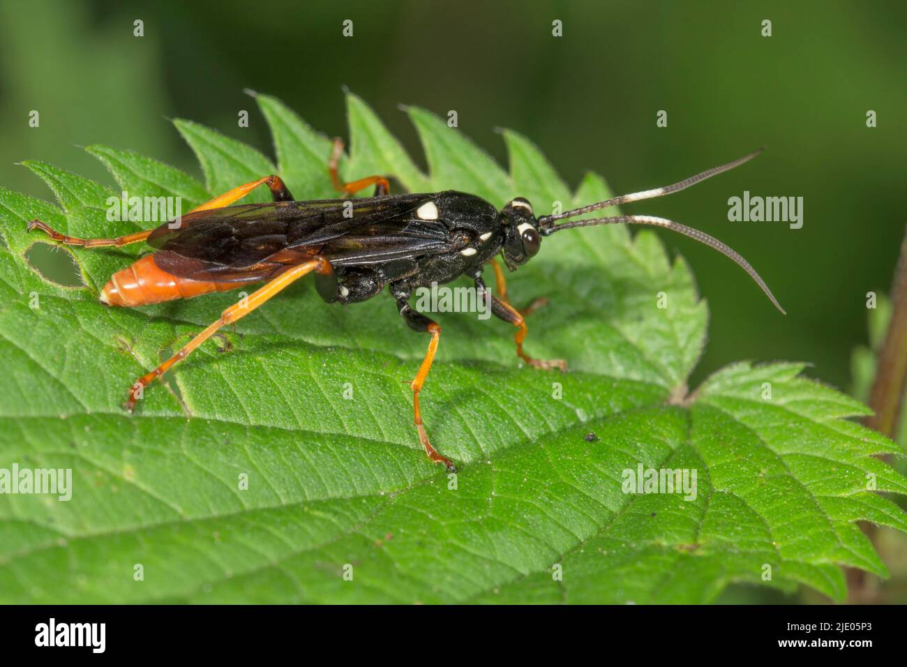 Ichneumonid wasp (Ichneumonidae) on a stinging nettle leaf, Baden ...