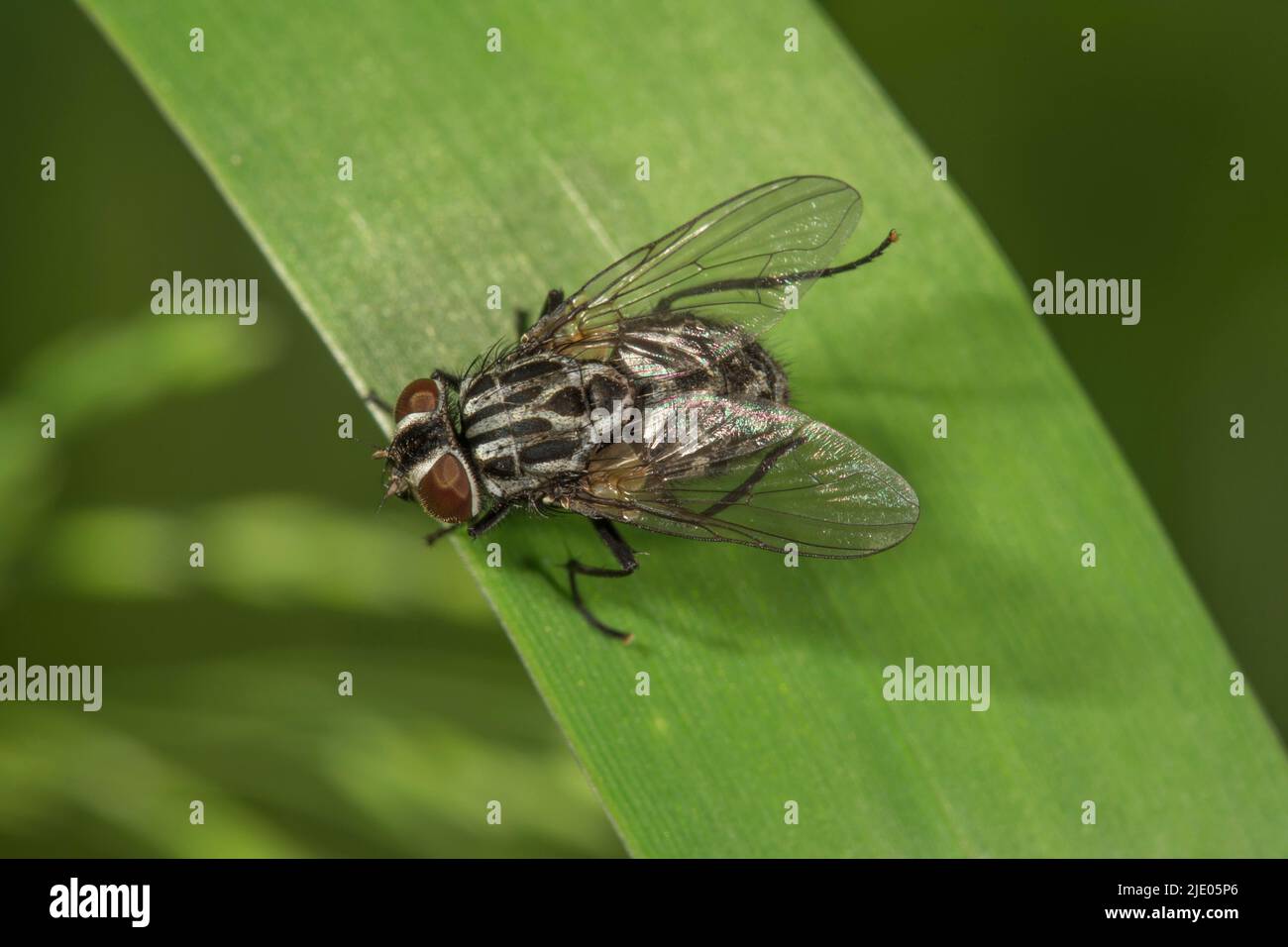 Spotted house fly (Graphomya maculata) on a blade of grass, Baden ...