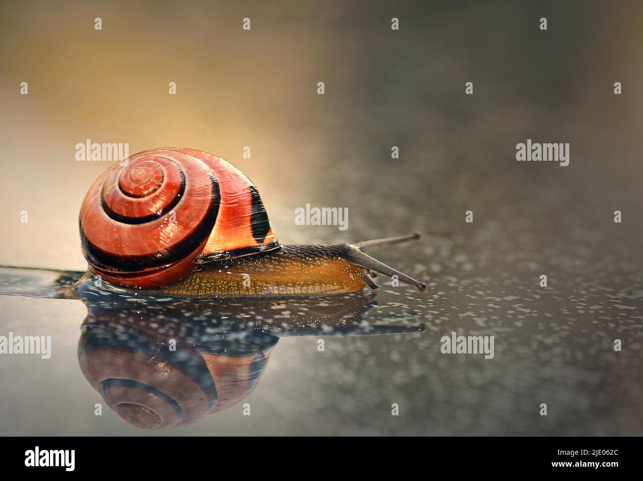 Grove snail helicidae hi-res stock photography and images - Alamy